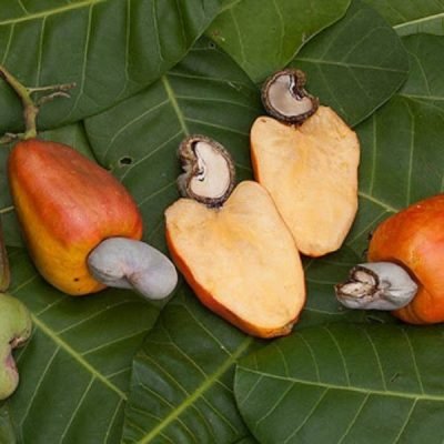 How are cashews harvested - How to harvest Cashews safely? - VHB Group