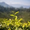What is the ideal climate condition for tea cultivation?