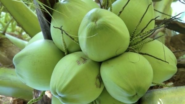 Summary of coconut types in Vietnam: Characteristics, benefits and ...