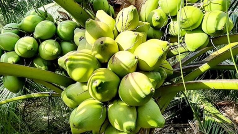 Summary of coconut types in Vietnam: Characteristics, benefits and ...
