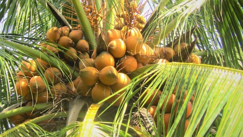 Summary of coconut types in Vietnam: Characteristics, benefits and ...