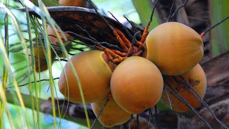 Summary of coconut types in Vietnam: Characteristics, benefits and ...