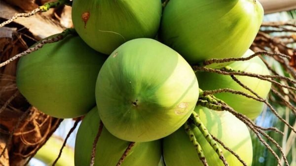 Summary of coconut types in Vietnam: Characteristics, benefits and ...